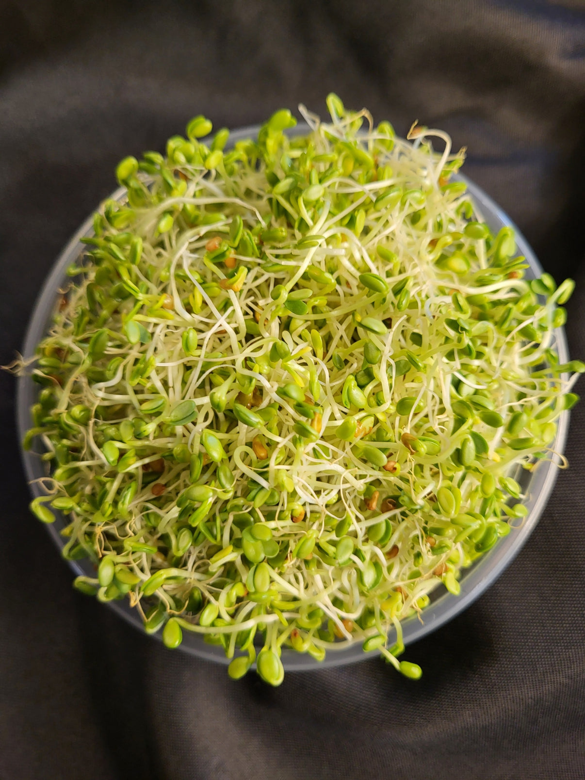 Sprouts, Clover 3.0 oz – Wells Greens Farm