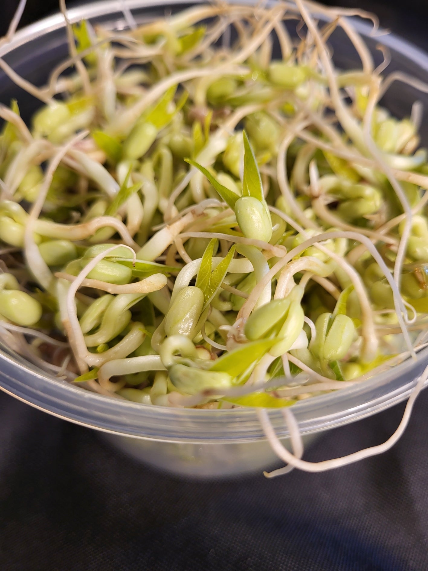 Mung Bean Sprouts How To Grow Mung Bean Sprouts Made Easy